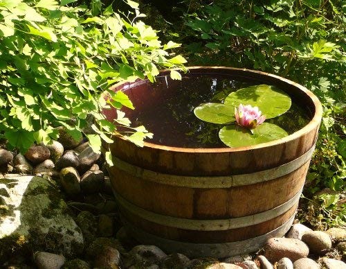 How to Make a Mini Barrel Pond in Six Easy Steps - ColourFence Limited