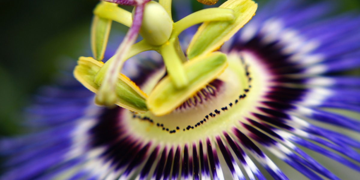 The Best Climbing Plants for your Garden Fence or Wall