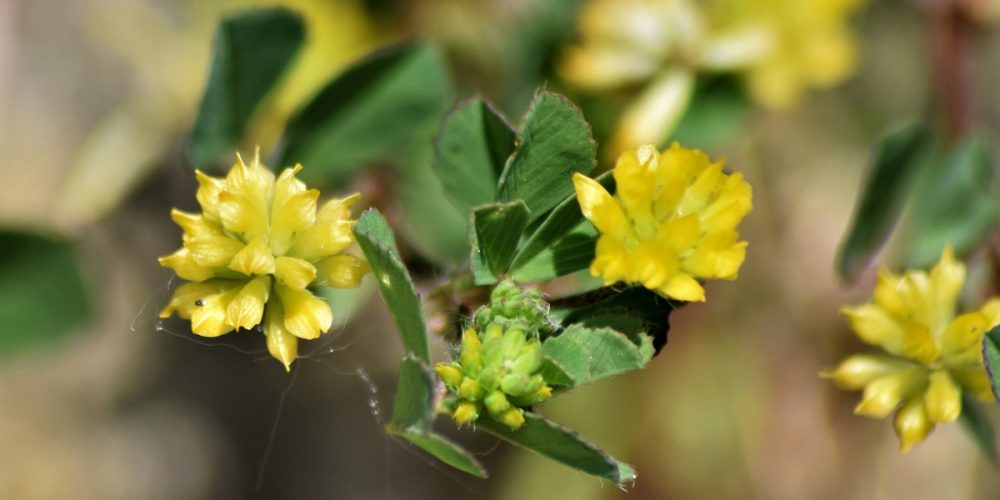 How Low Maintenance Gardens Can Be More Eco-Friendly [Guest Blogger ...