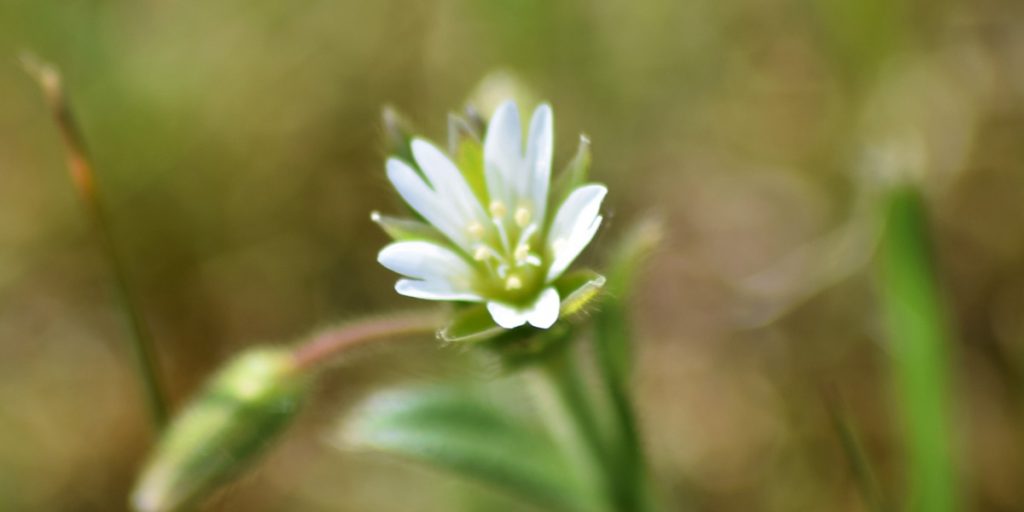 How Low Maintenance Gardens Can Be More Eco-Friendly [Guest Blogger ...