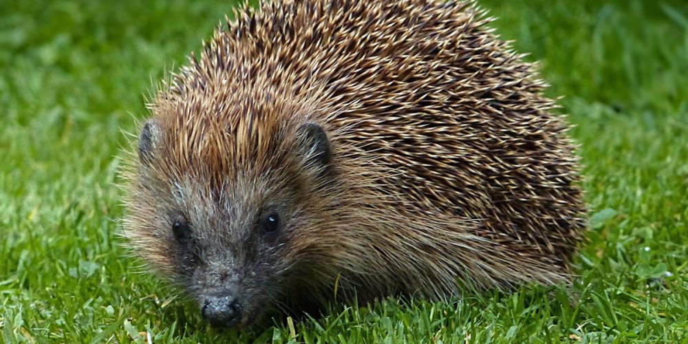 Getting your garden ‘Hedgehog Ready’ - ColourFence Limited