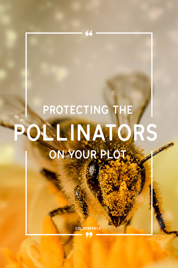 Protecting The Pollinators on Your Plot [Guest Blogger] - ColourFence ...